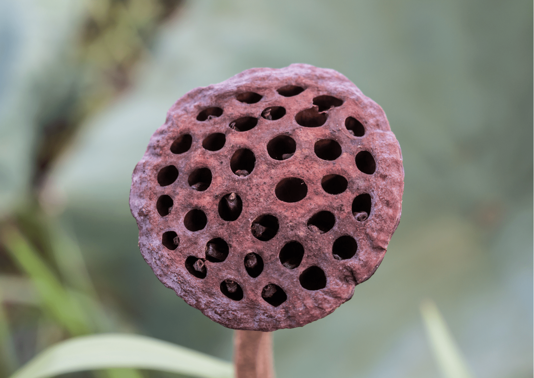 TRIPOFÒBIA: MÉS ENLLÀ DELS FORATS - Mutuacat | Fem salut, fem país